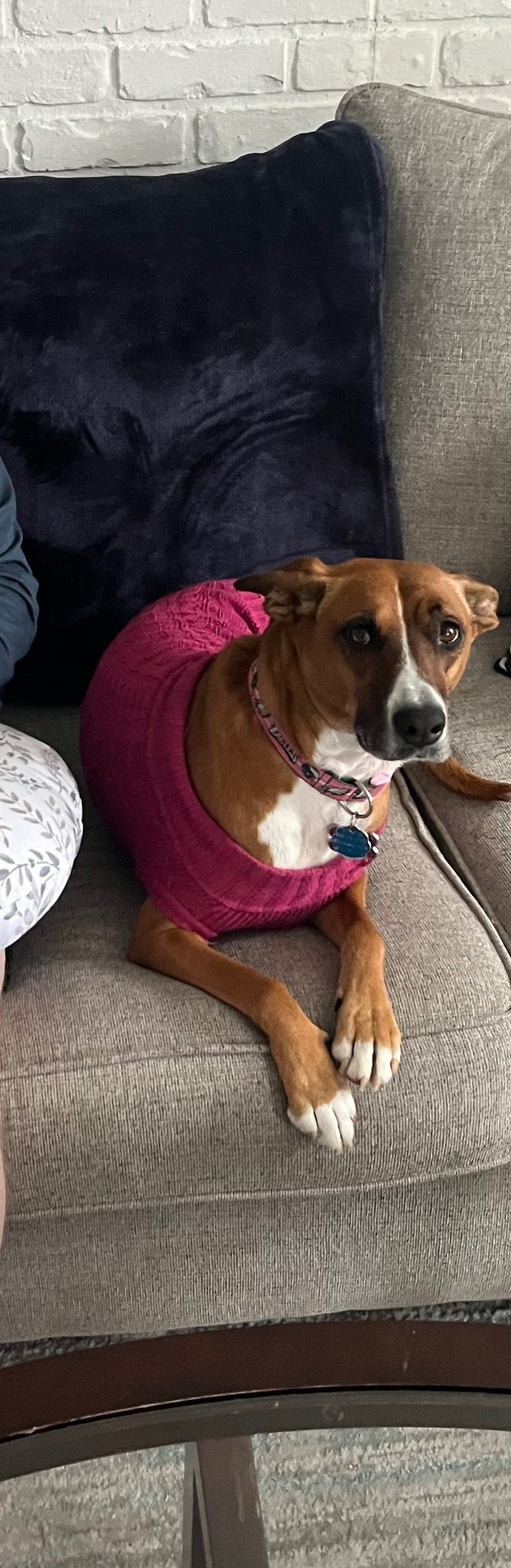 Lost Dog: Pink-Sweatered Pup in Upper Merion | Pet911.org