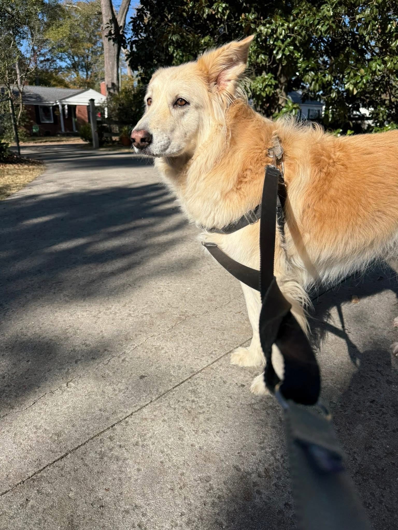 Lost Dog Abby: SC to ME Rescue Van Escape | Pet911.org