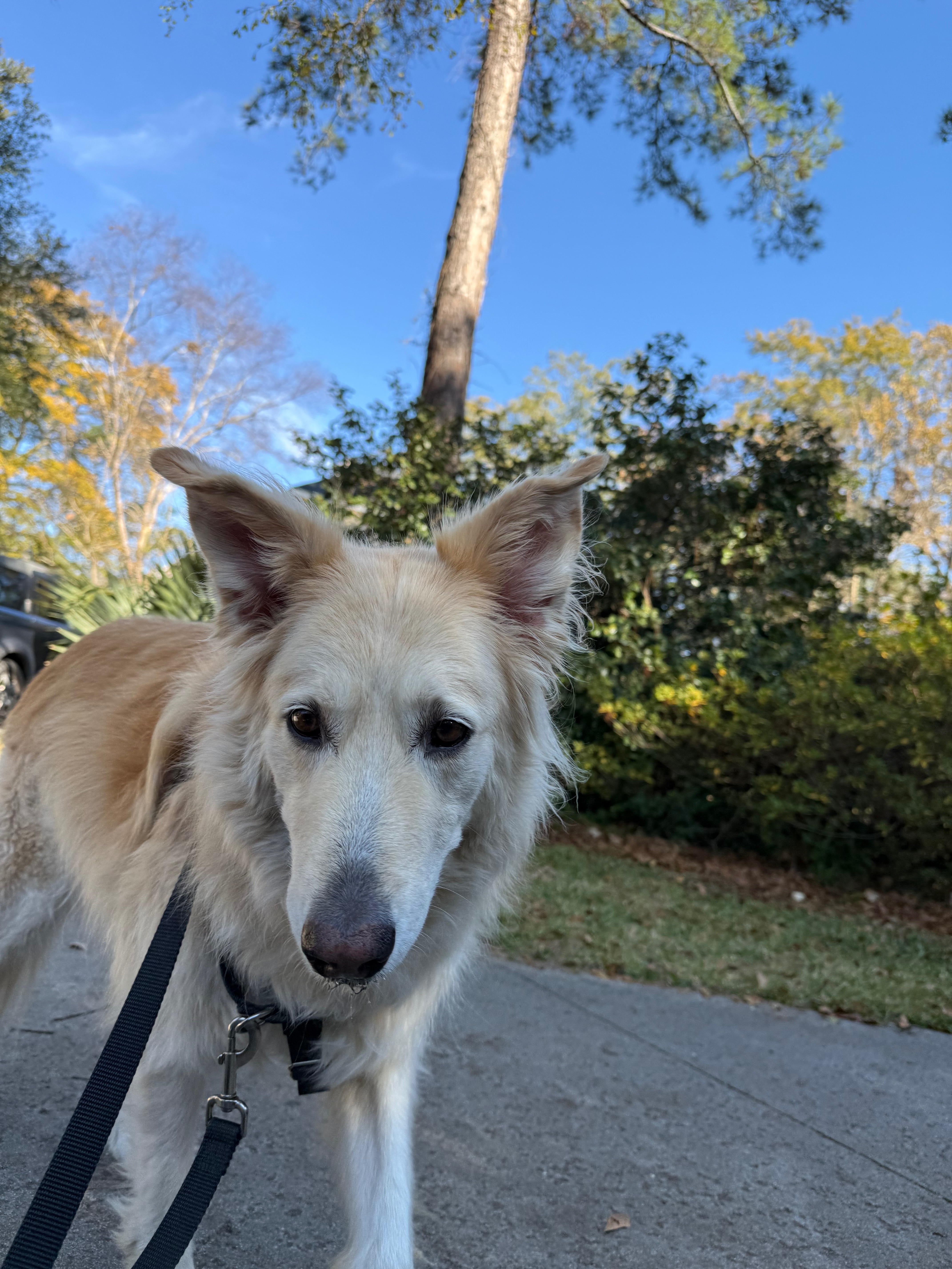 Lost Dog Abby: SC to ME Rescue Van Escape | Pet911.org