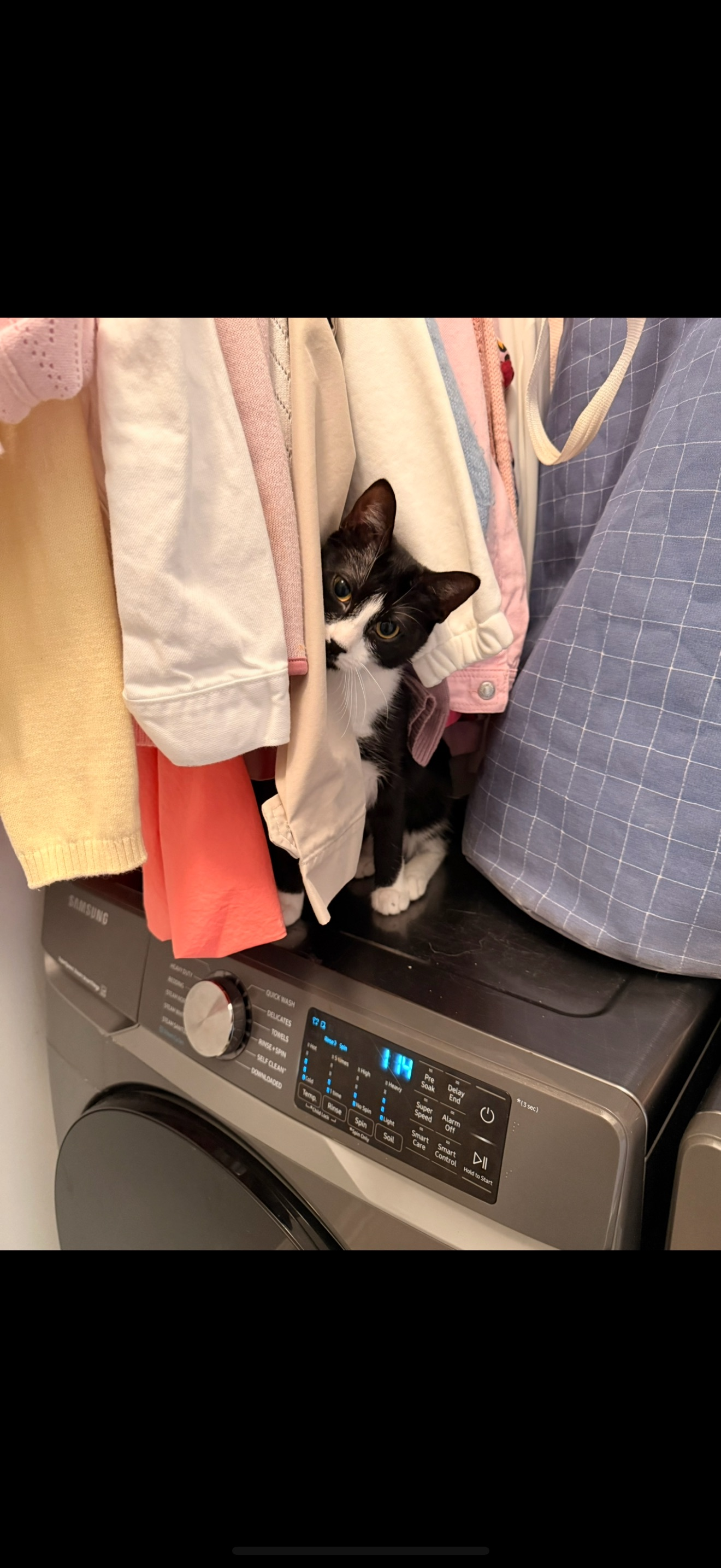 Lost Tuxedo Cat: Dressage Court, Millstone | Pet911.org