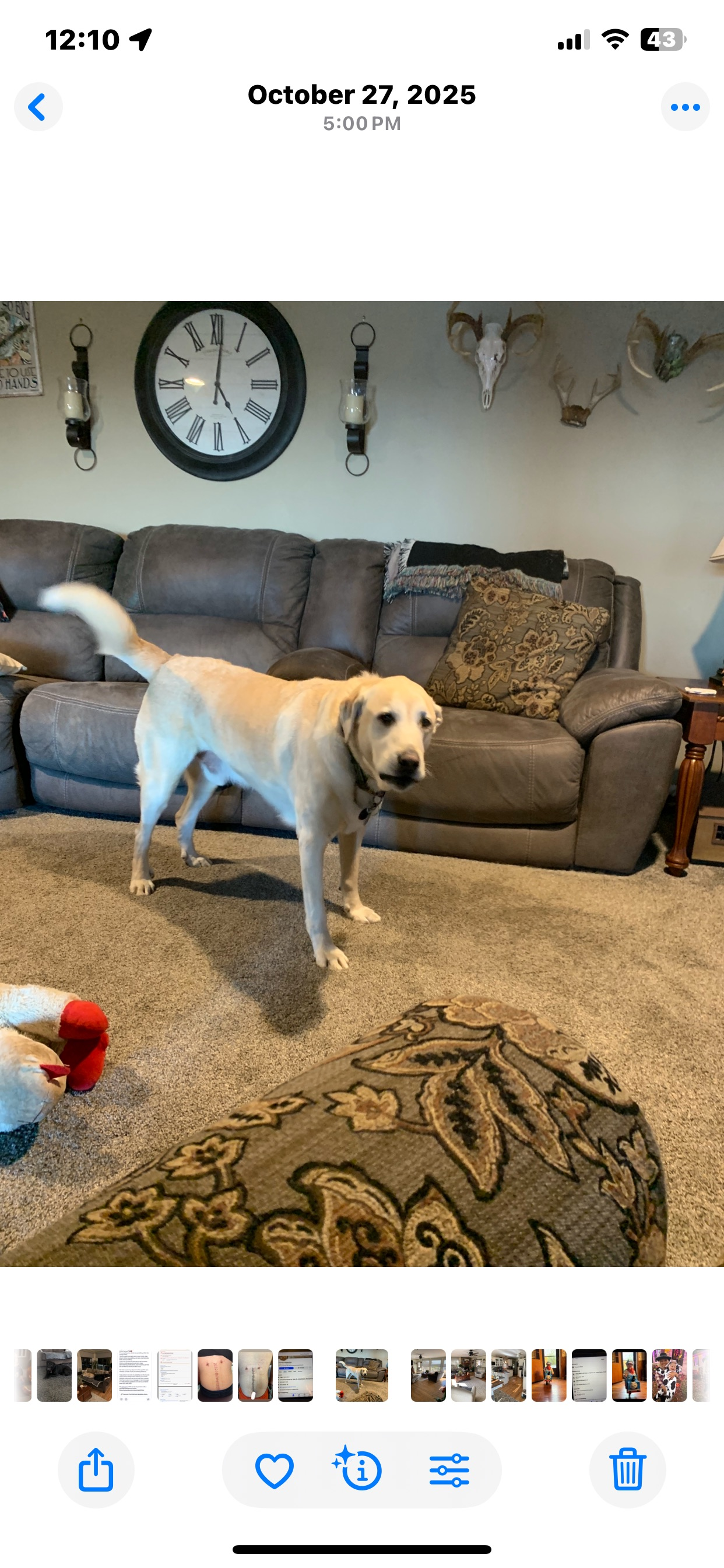Lost Dogs: Yellow Lab & Black Lab - PA | Pet911.org