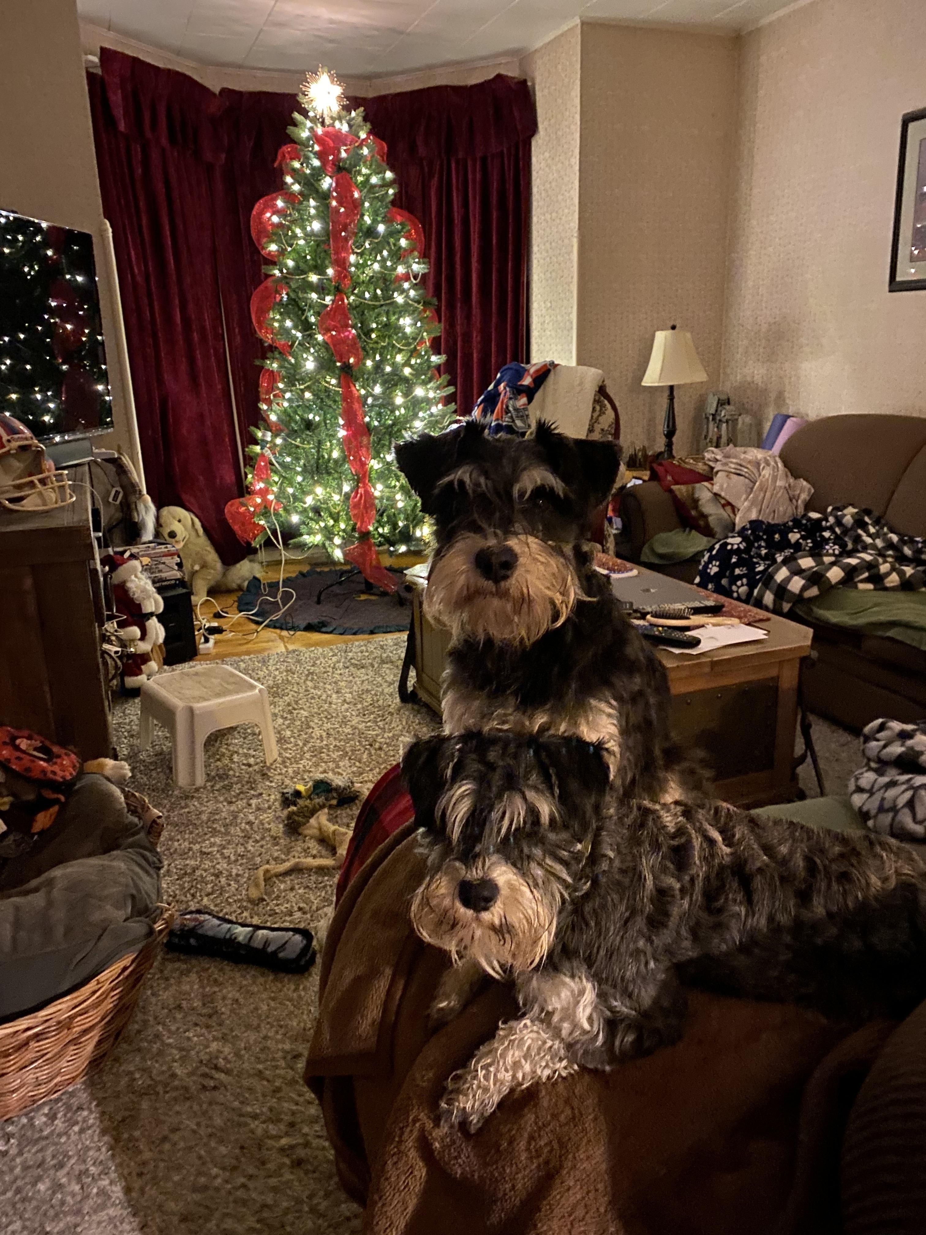 Lost Mini Schnauzer: Friendly & Shaggy | Pet911.org