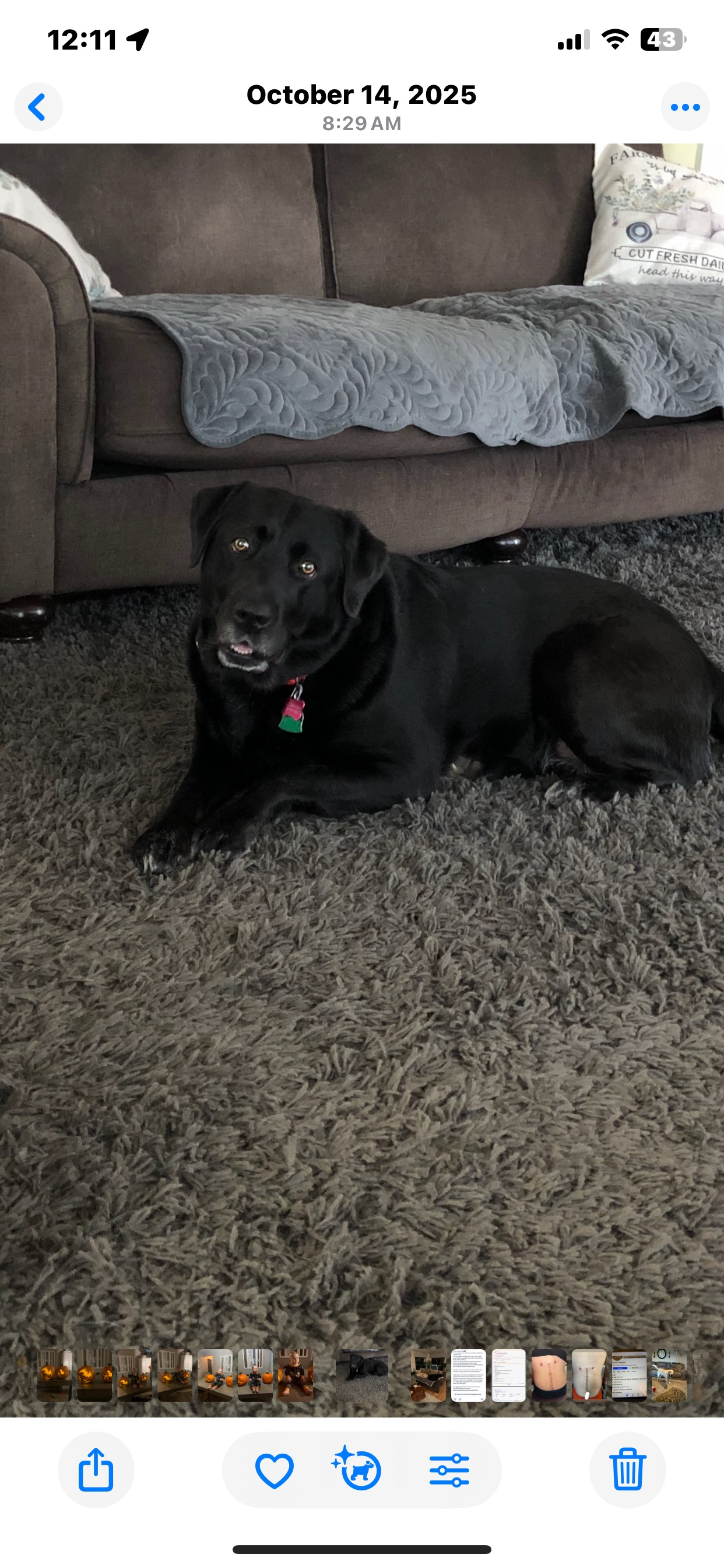 Lost Dogs: Yellow Lab & Black Lab - PA | Pet911.org