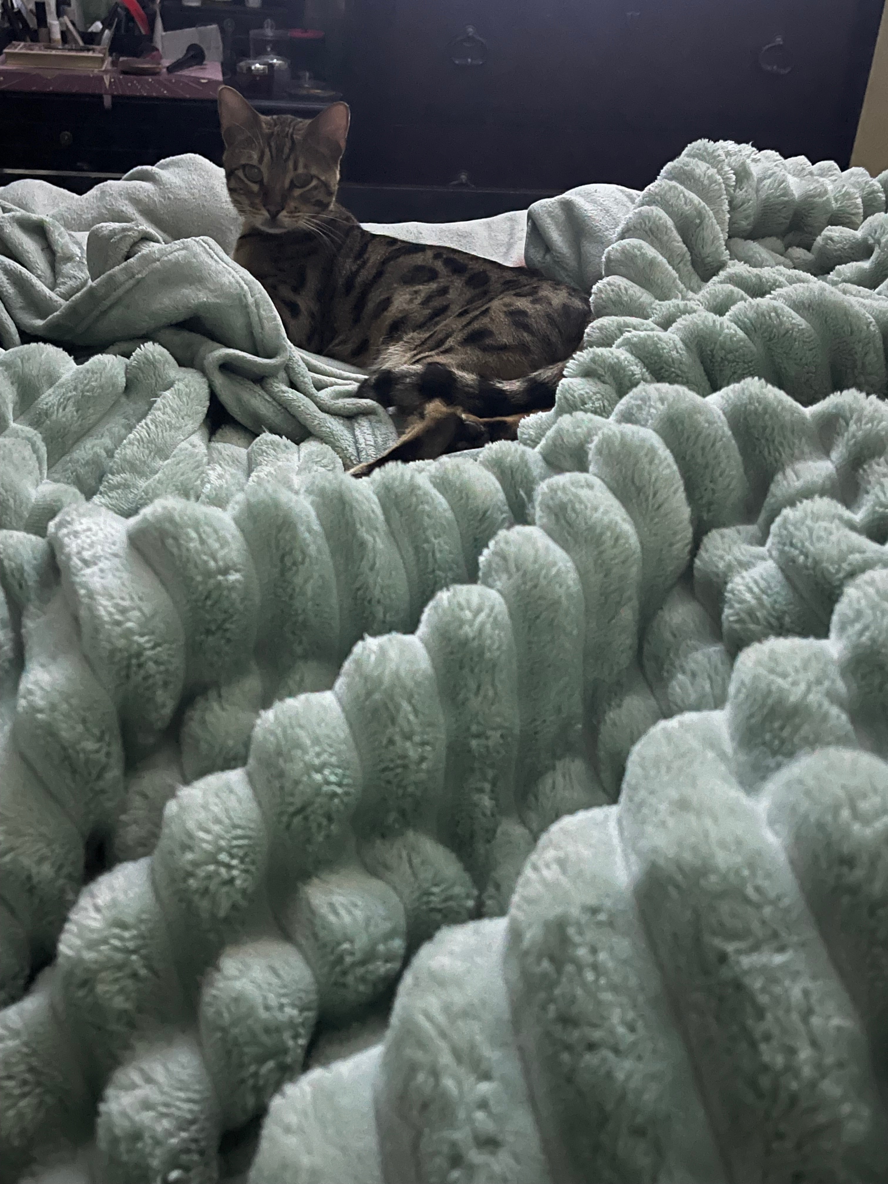 Lost Leopard-Like Cat: Red Collar, Queens | Pet911.org