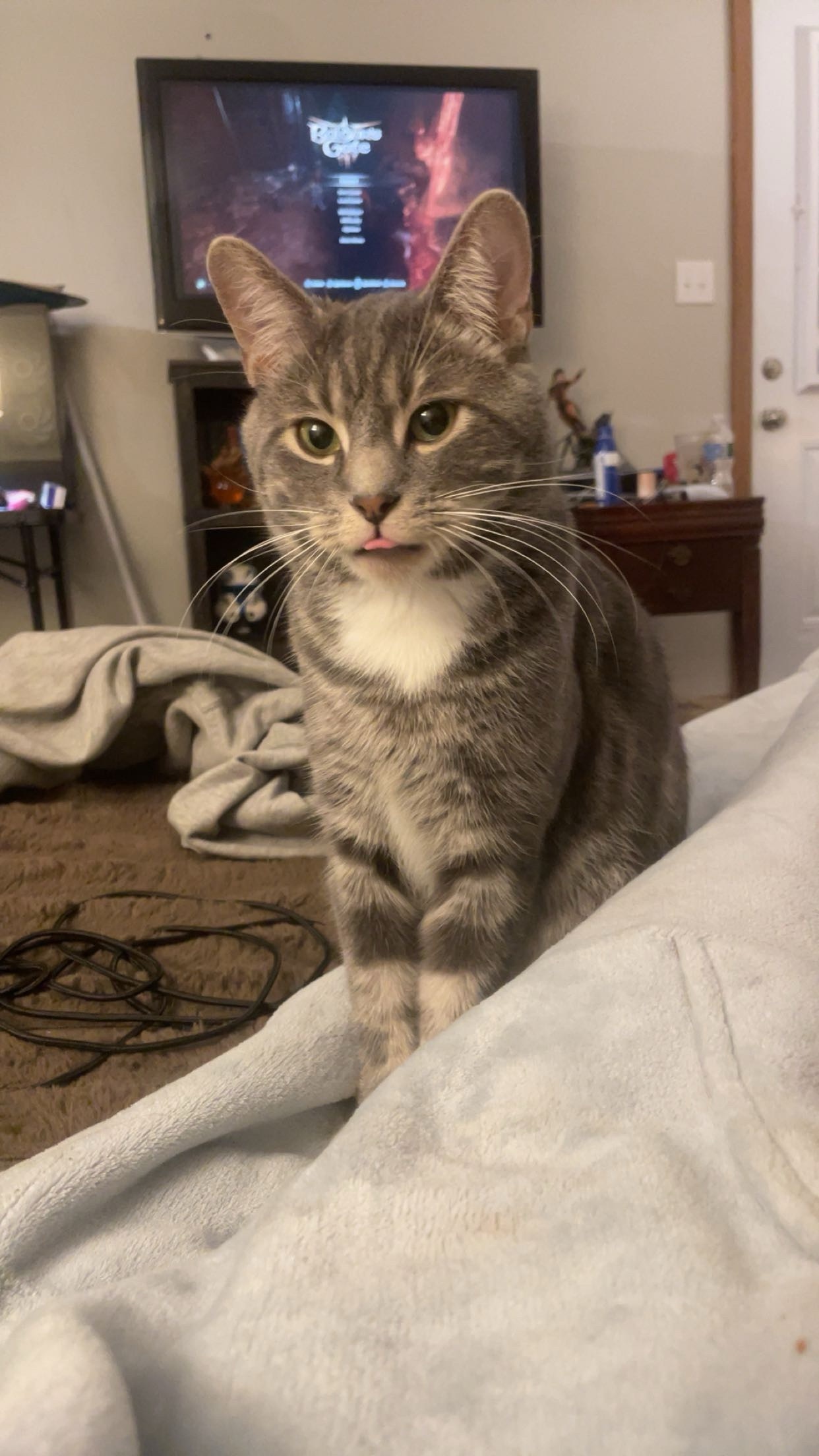 Help Find Loki: Lost Cat in Marion, IN | Pet911.org