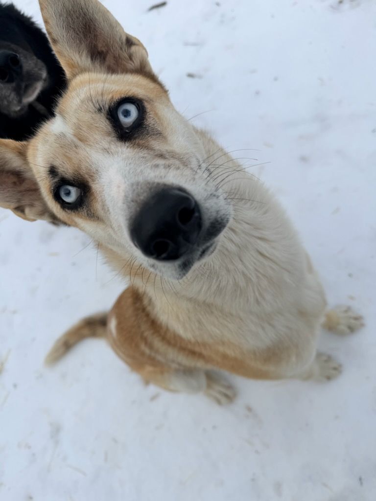 Lost Service Dog: Fawn Merle, Blue Eyes | Pet911.org