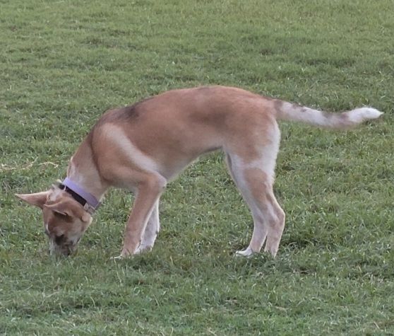 Lost Service Dog: Fawn Merle, Blue Eyes | Pet911.org