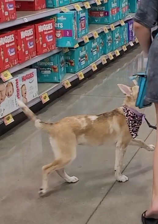 Lost Service Dog: Fawn Merle, Blue Eyes | Pet911.org