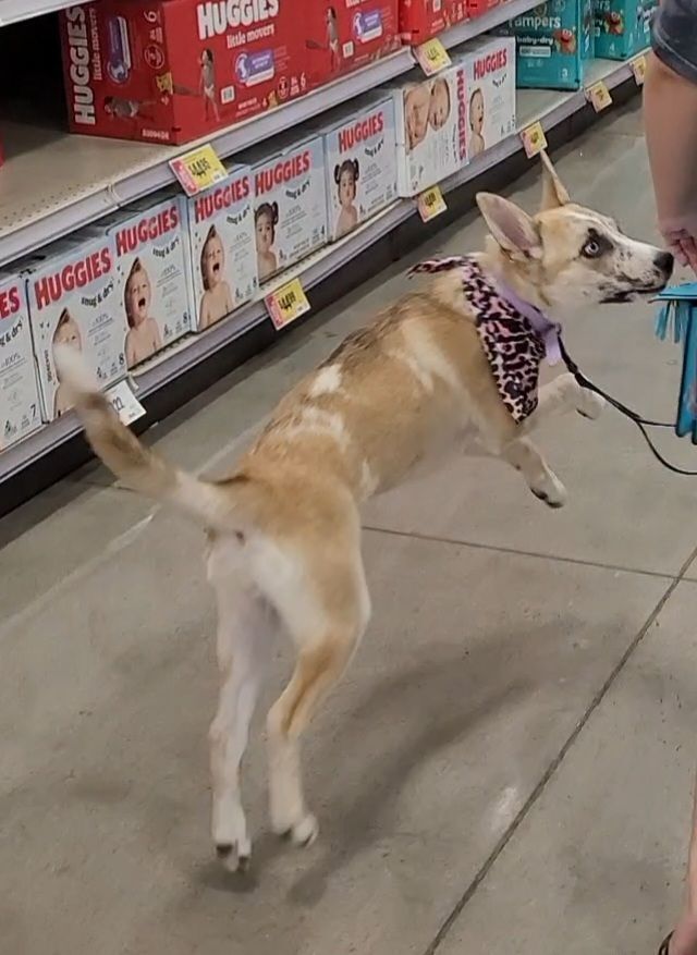 Lost Service Dog: Fawn Merle, Blue Eyes | Pet911.org